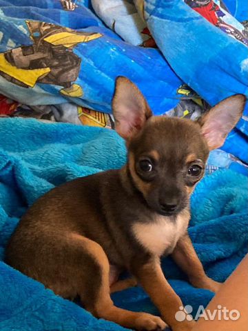 Мини той-терьер щенки