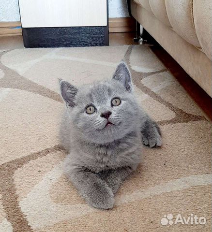 Британские котята короткошерстные