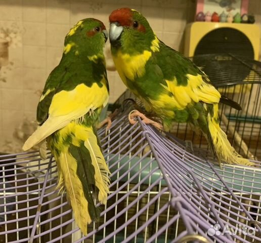 Попугай какарик