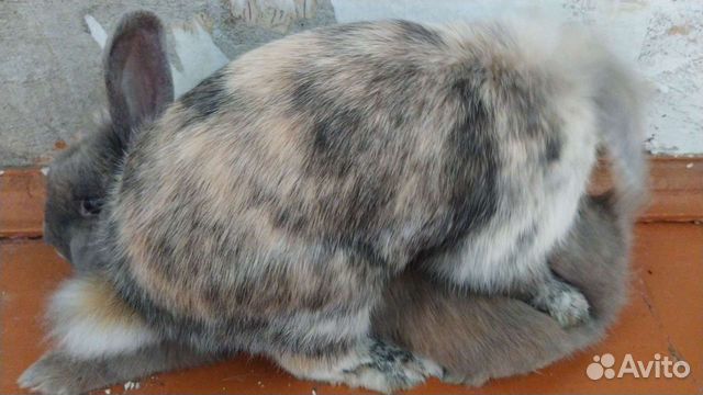 Кролик для вязки