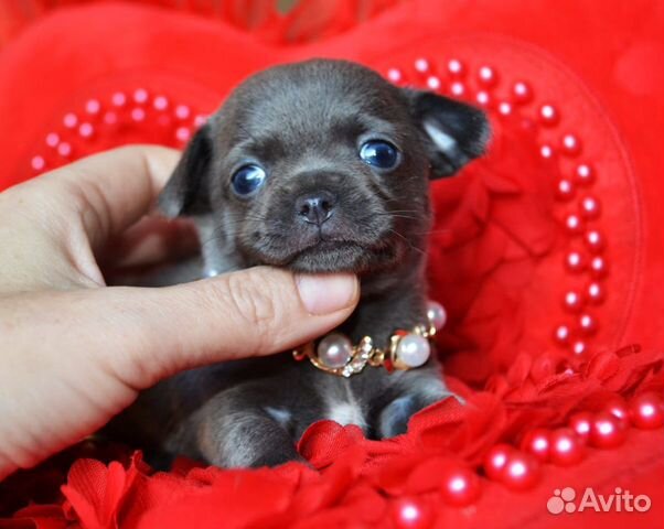 Чихуахуа голубая леди