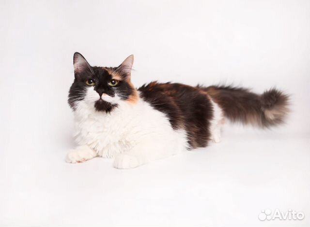 Кошки в добрые руки бесплатно