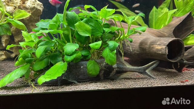 Нильские слоники стая аквариумные рыбки