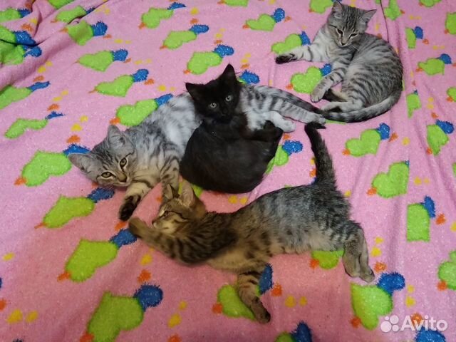 Отдаем котят в добрые, ответственные руки