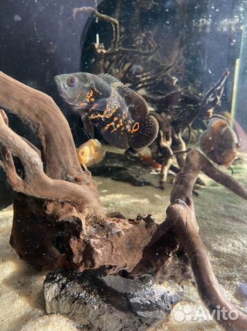 Астронотусы аквариумные рыбы