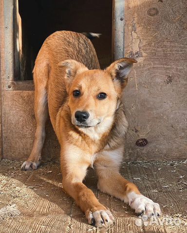 Щенок Синди ищет дом