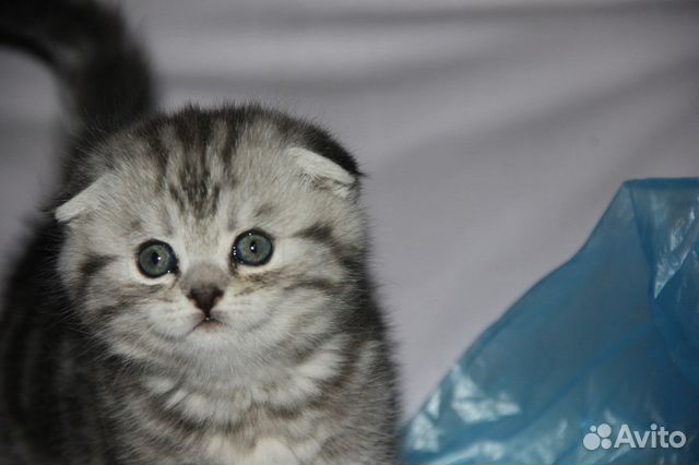 Шотландские мраморные котик и кошечка