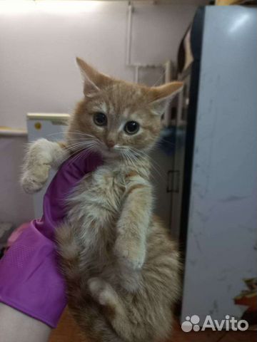 Котенок Саша