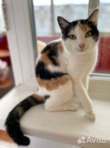 Отдам в добрые руки