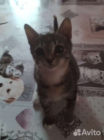 Котёнок девочка ищет дом