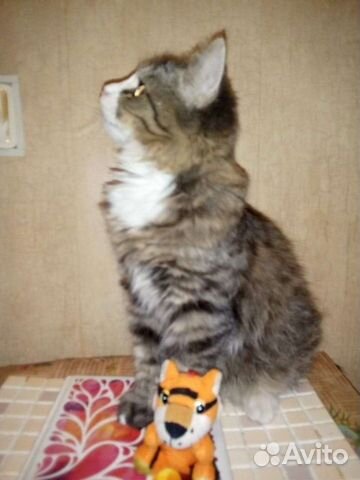 Котики бесплатно в добрые руки