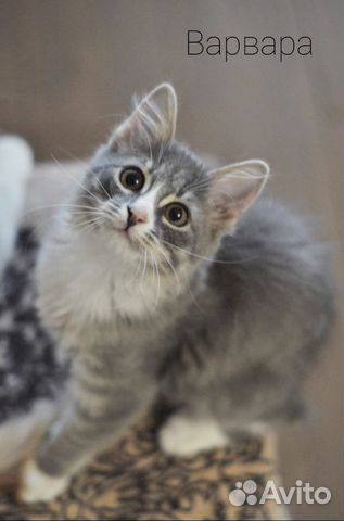 Варвара Краса