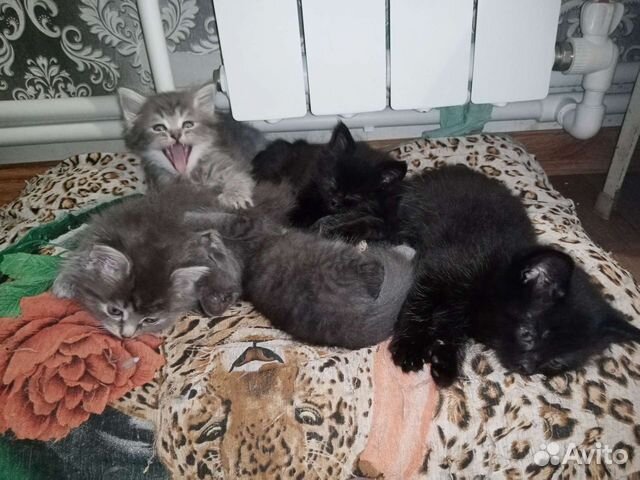 Британские котята