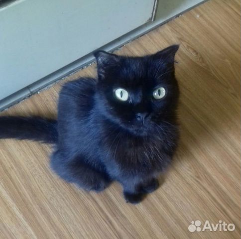 Котята от шотландской вислоухой