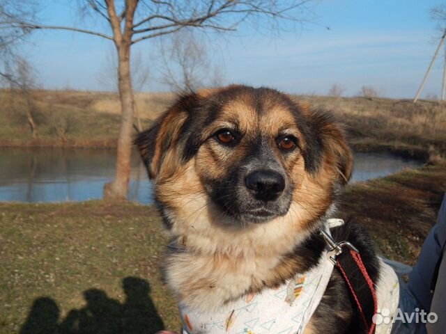 Щенок Челси ищет дом