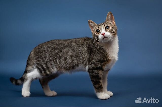 Котенок Федя в добрые руки