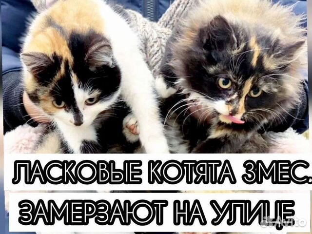 Котятки трёхцветные 3 мес на улице