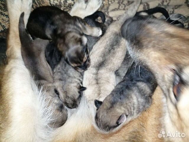 Щеночки ждут своих хозяев