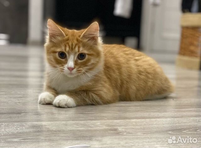 Рыжий котёнок в добрые руки