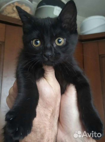 Кошка Васка, 3мес