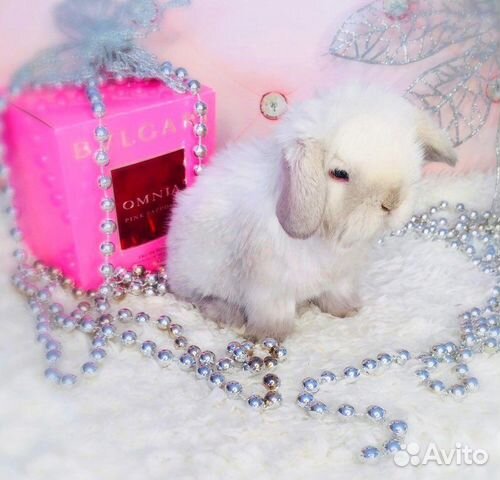 Кролик карликовый вислоухий