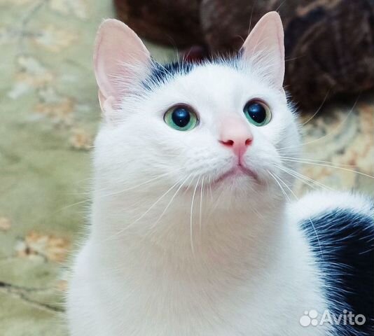 Самый ласковый и умный кот