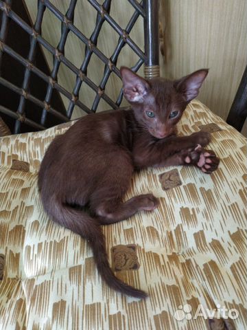 Котик и кошечка с документами