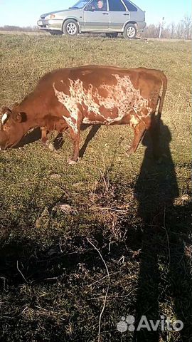 Корова стельная