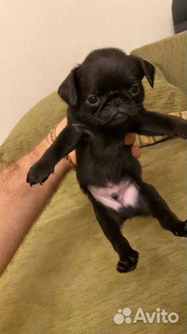 Пти брабансон