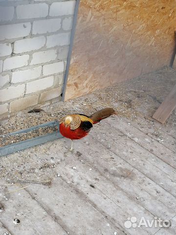 Декоративные птицы