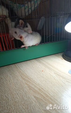 Домашние животные крысы