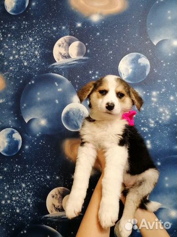 Шенки 2 месяца