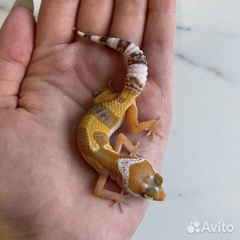 Эублефар 2,5м