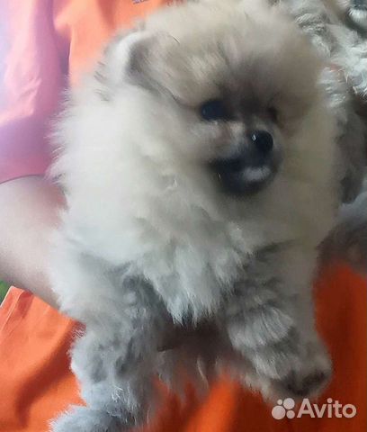 Мини мишка пом