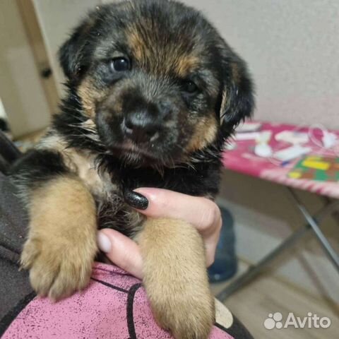 Щенок 1,5 мес в дар