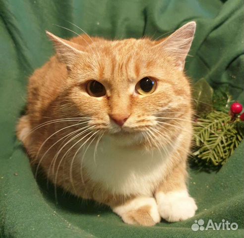 Символ нового года