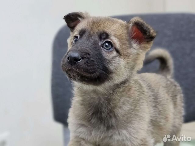 Щенок Сабина 2 мес, среднего роста,в семью