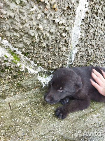 Щенки полукровка овчарки