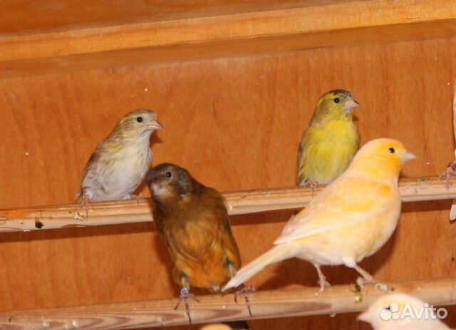 Пара мутационных чижей