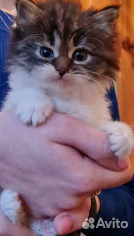 Котенок Китти пушистая девочка