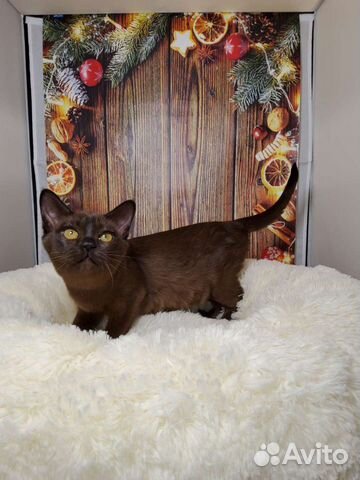 Новогодний подарок, приносящий счастье