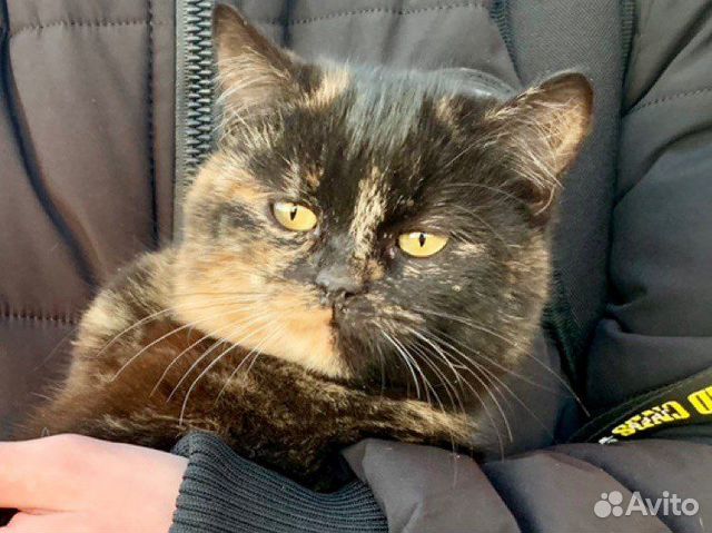 Кошечка Габи ищет дом