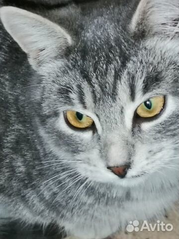 Кошка в дар