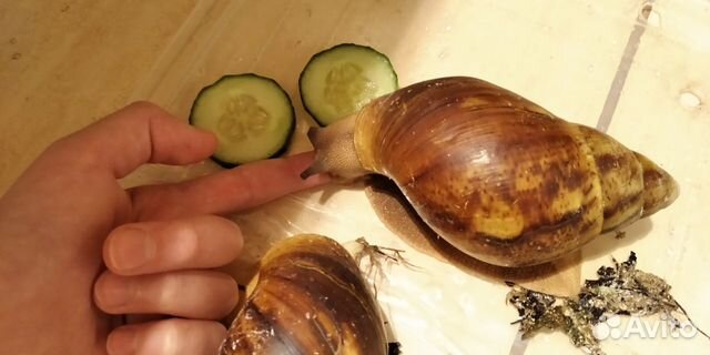 Улитки ахатины бесплатно