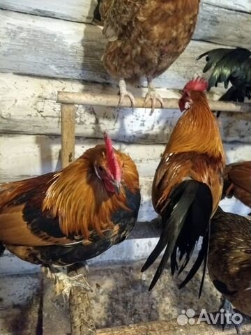 Петухи беетамки