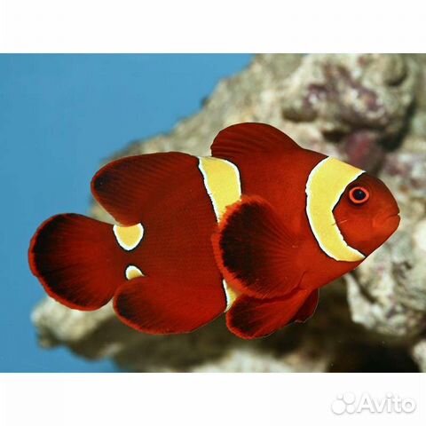 Клоун Премнас "лимонный" Рыбка для морского аквари