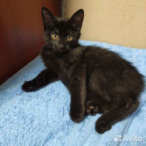 Котенок от русской голубой