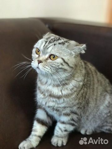 Кошечка Афина