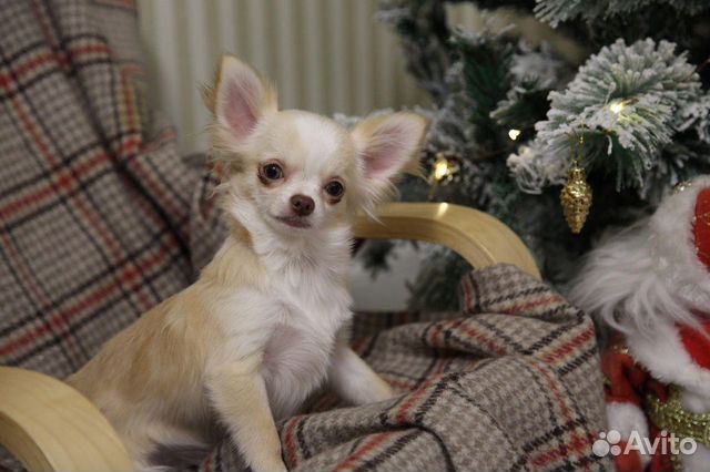 Мини мальчиш чихуахуа