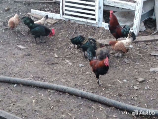 Куры Японки